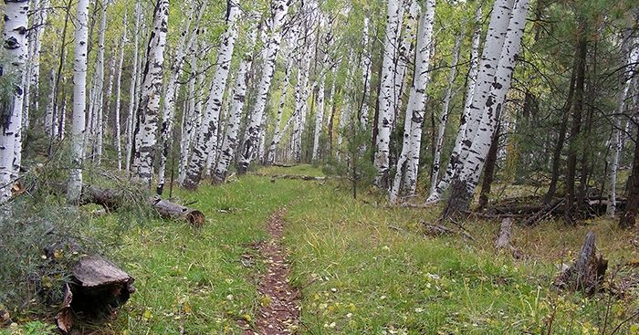 Zuni Mountains - Visit Gallup