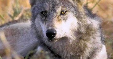 Wild Spirit Wolf Sanctuary | Visit Gallup