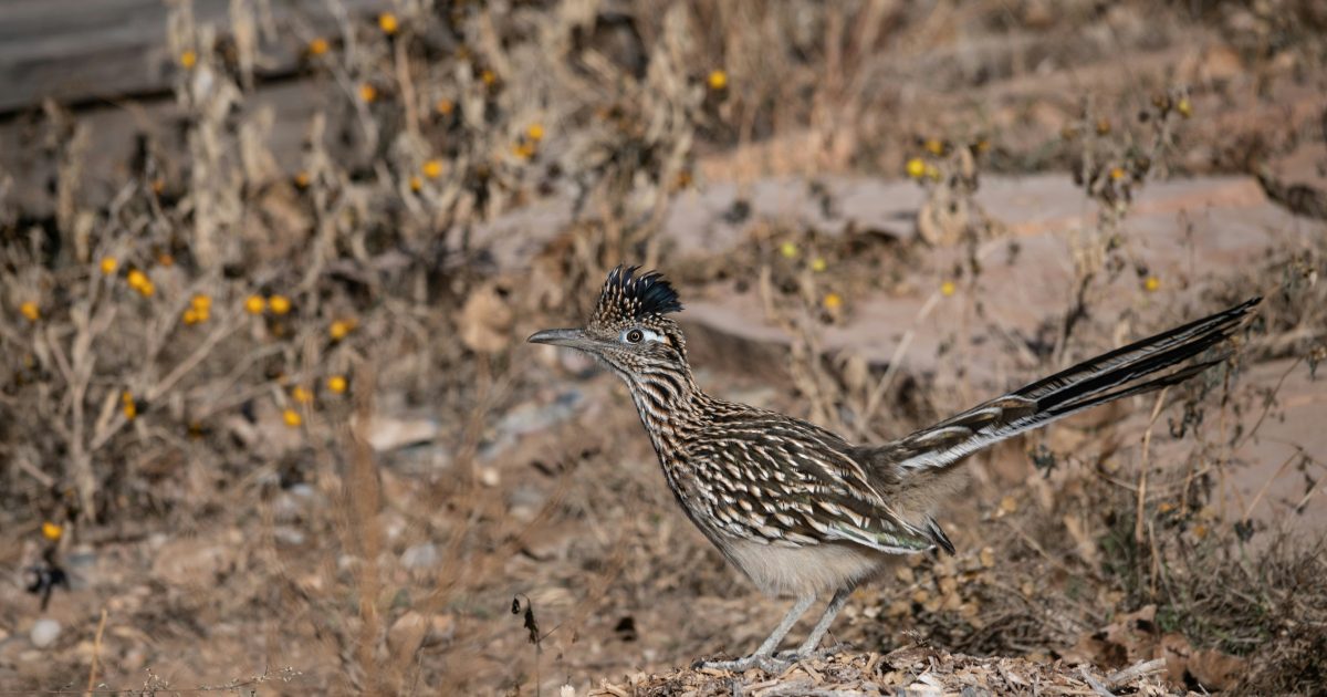 Best Birding Spots in New Mexico | Visit Gallup