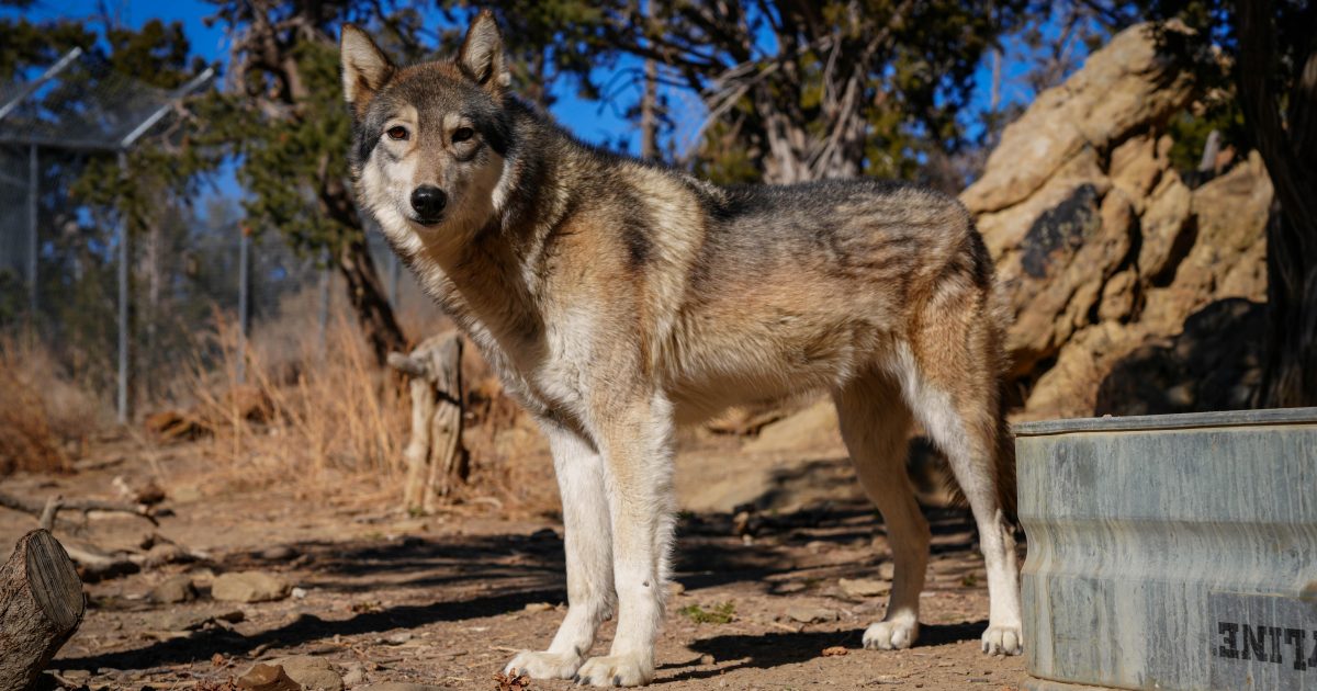Wild Spirit Wolf Sanctuary | Visit Gallup
