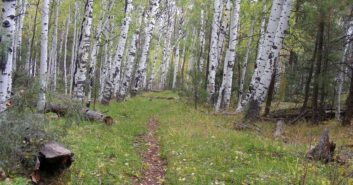 Zuni Mountain Trail System | Visit Gallup